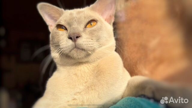Вязка бурманский кот