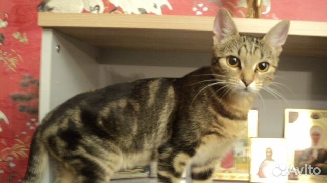 Кенийская лесная кошка Сококе