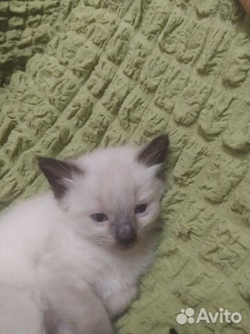 Котята