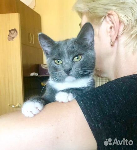 Котенок Фиона в серо - голубой шубке в дар