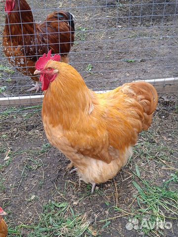 Продаю петухов