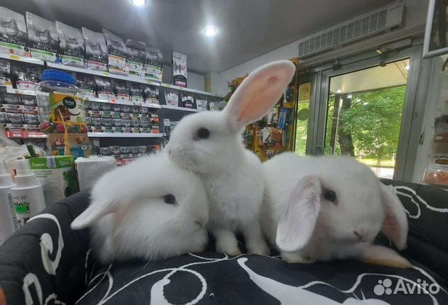 Декоративные кролики