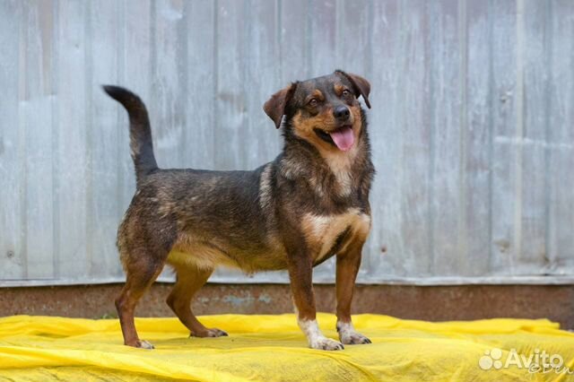 Отдаю маленькую собачку в дар