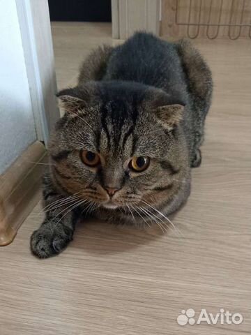 Шотландский кот