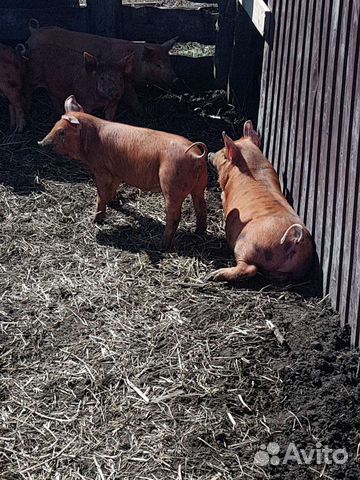 Продам хрячка (поросята хряк) гибрид дюрок пьетрен