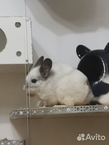 Продам пару шиншилл
