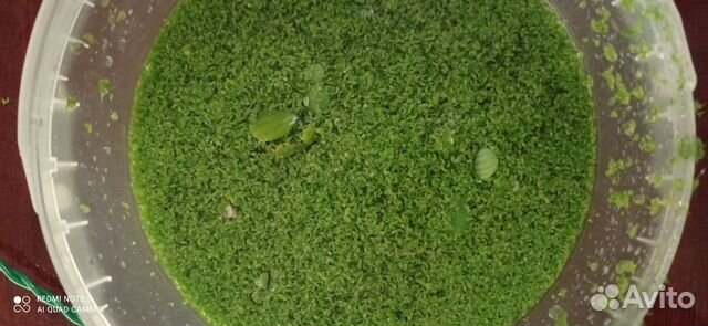 Продам ряску вместе с пистией