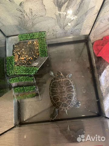 Черепаха с аквариумом