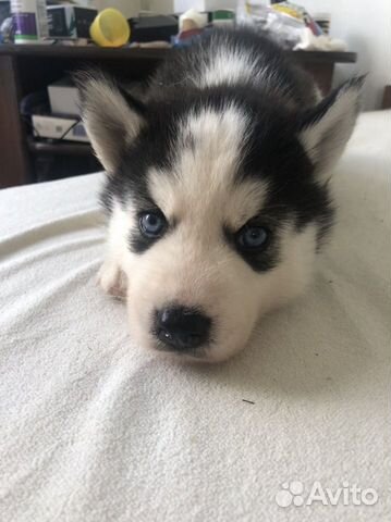 Сибирский хаски