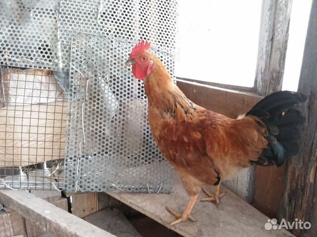 Продаётся петух