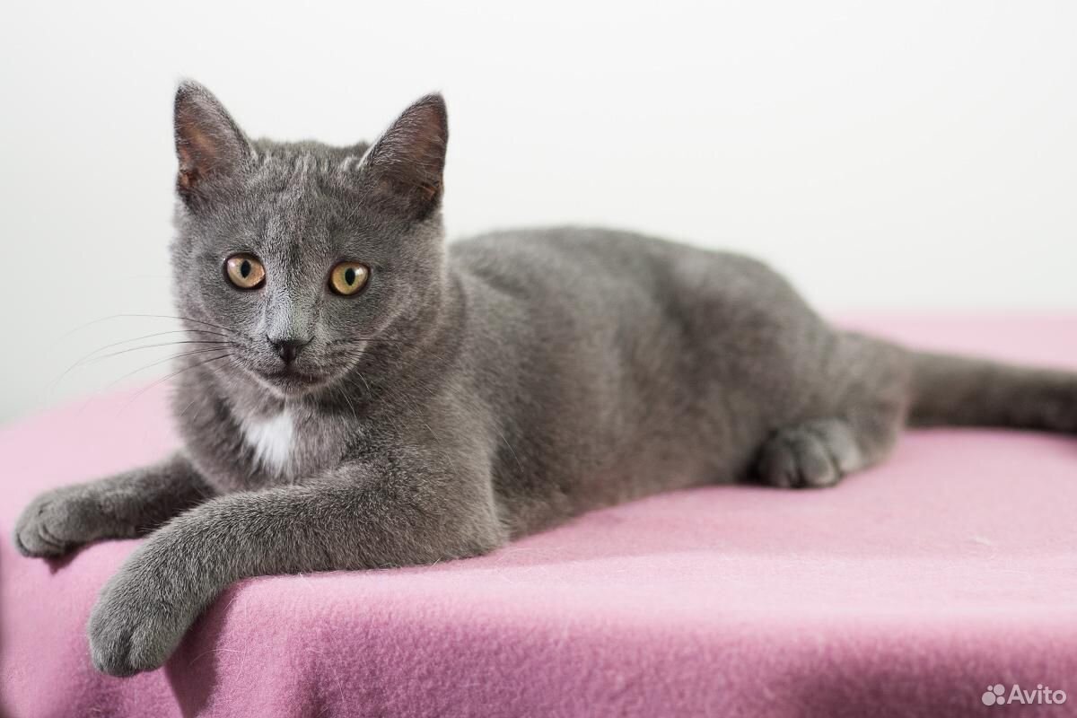 Сёмочка ищет дом