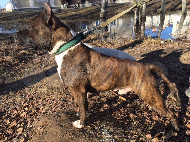 Стаффордширский терьер вязка