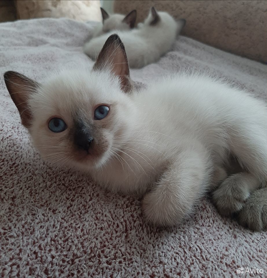 Тайские котята