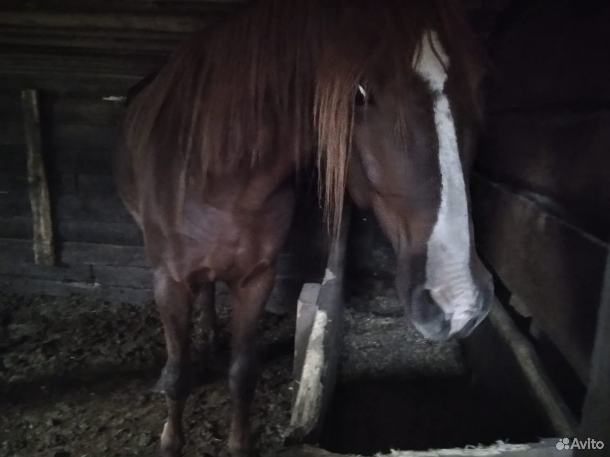 Продам кобыл