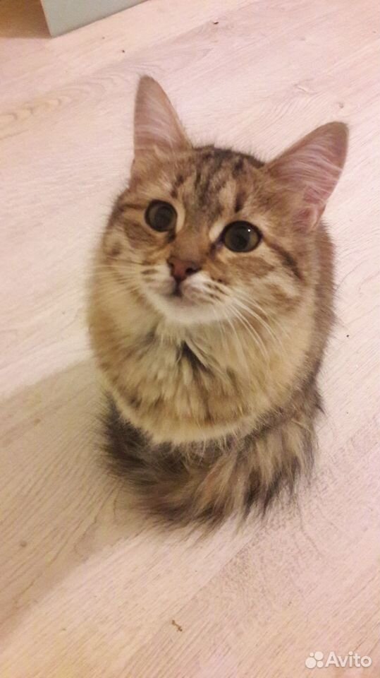 Кошка Петра ищет дом и любимых людей