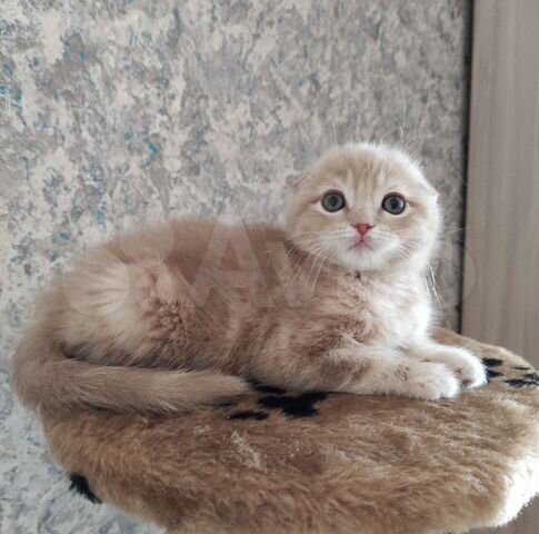 Щотландец с документами