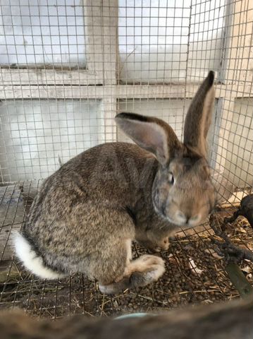 Продаю самца кролика