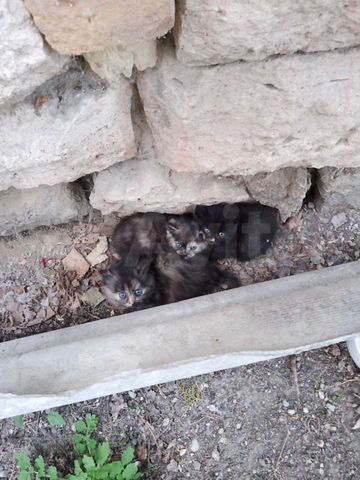 Нам на работу подкинули трёх миленьких котят. Отда