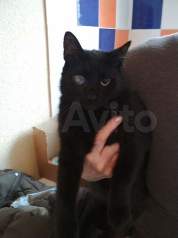 Чёрный котик