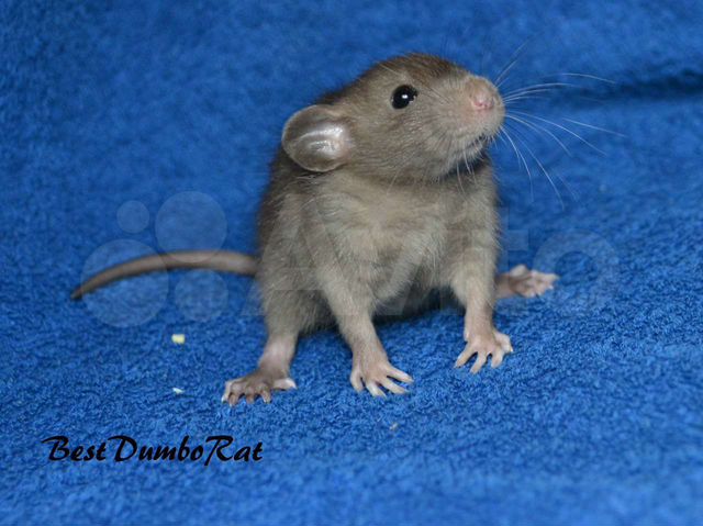 Дамбо крысята на выбор