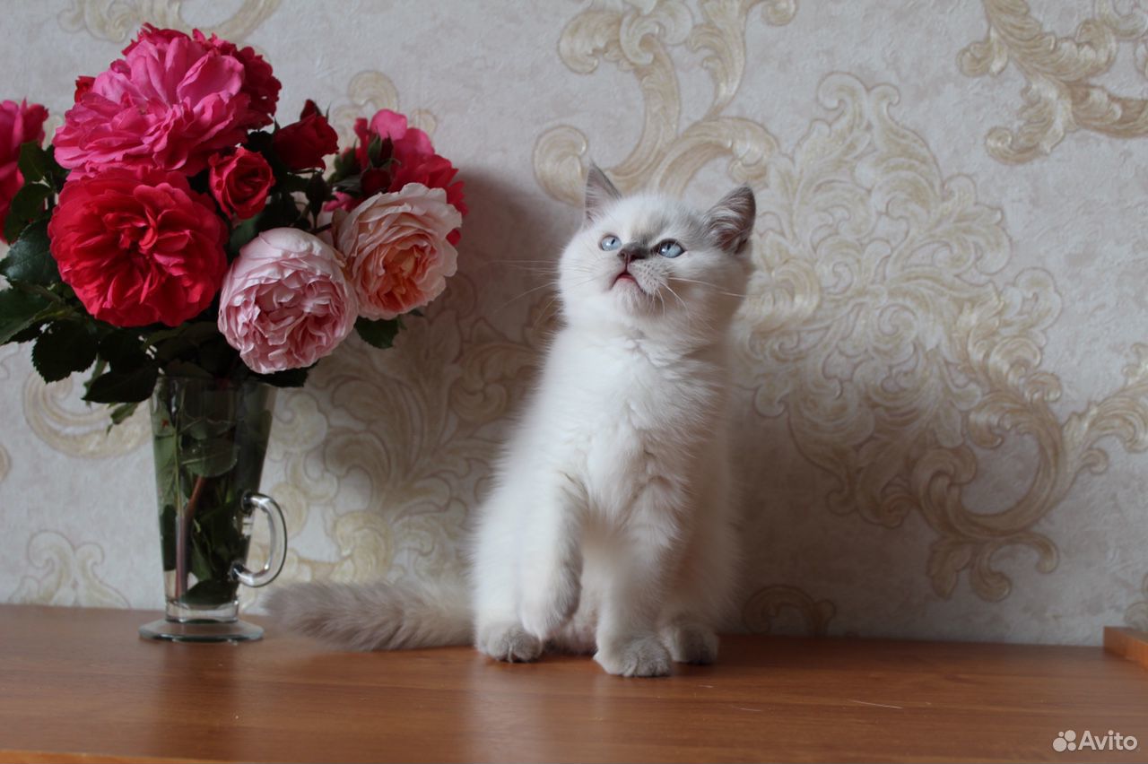 Голубоглазый шотландский котик