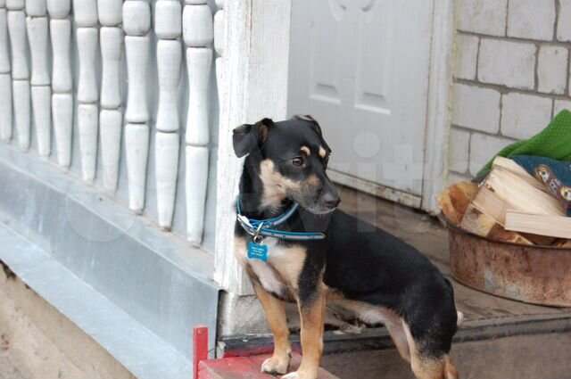 Собачка маленькая пугливая в добрые руки