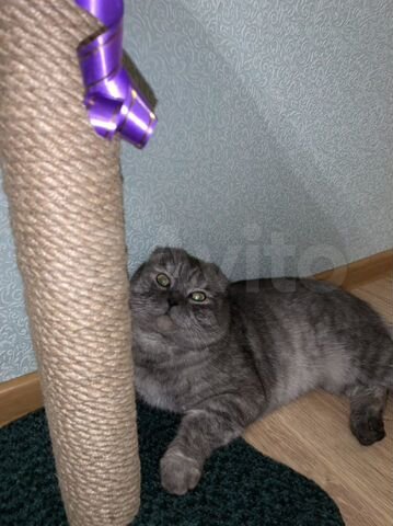 Шотландский кот вязка