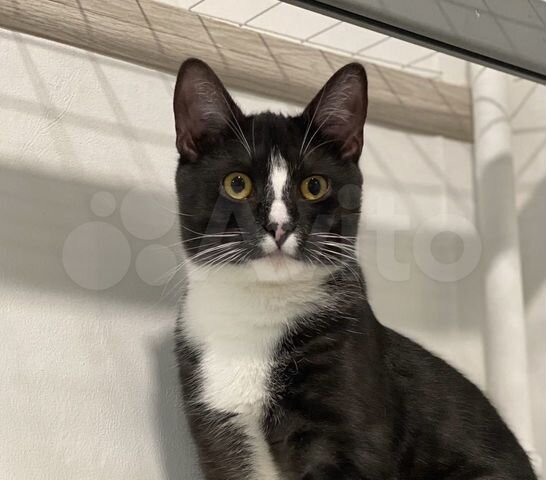 Отдаю котика Феликса в дар