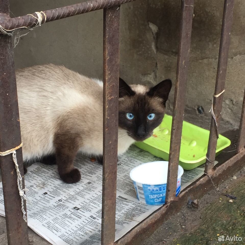 Сиамский кот/кошка с голубыми глазами