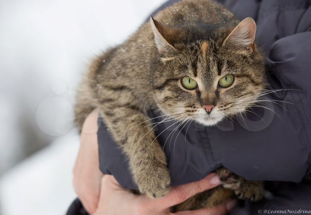 Шикарная домашняя рысь в добрые руки