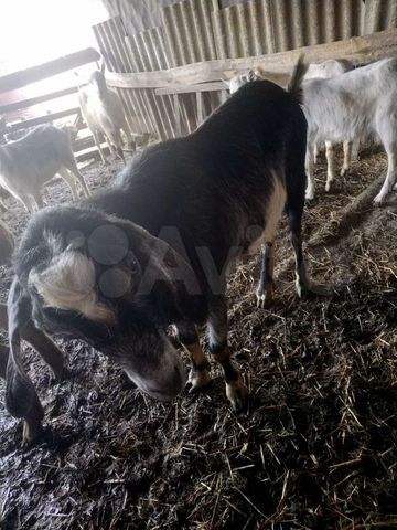 Козёл процентный нубиец, телочка две недели и бычо