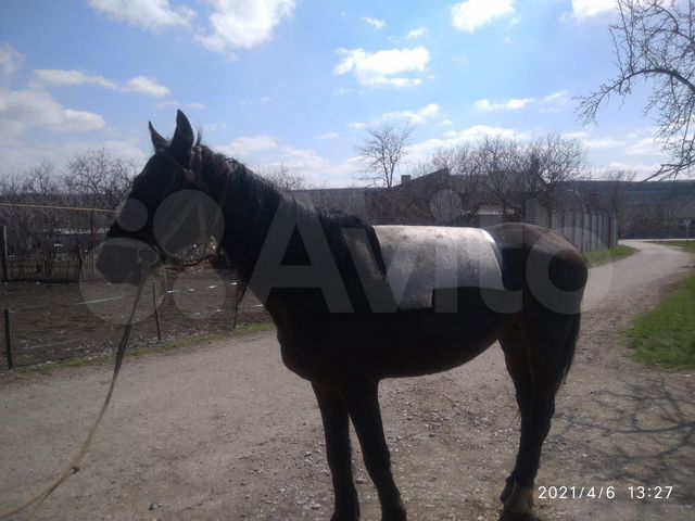 Продаю лошадь