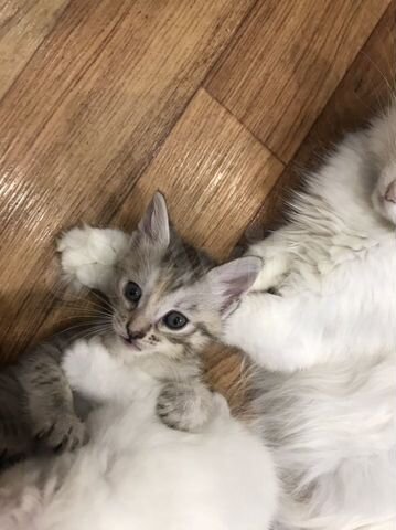 Котята в добрые руки