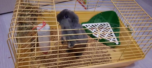 Карликовый вислоухий кролик