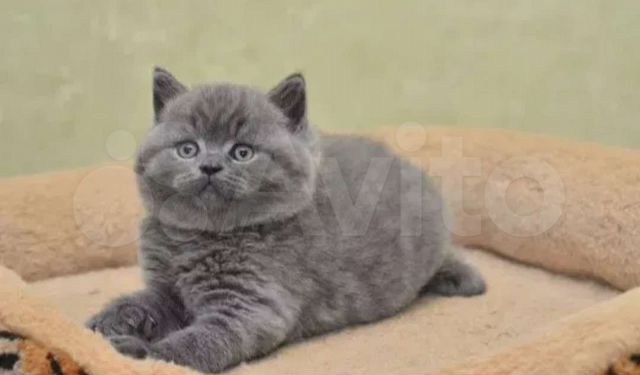 Британские плюшевые очаровашки)