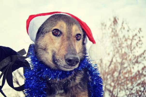 Песик Тэдди