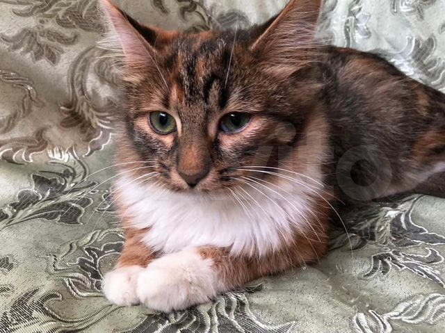 Воспитанная кошечка Мисти в добрые руки