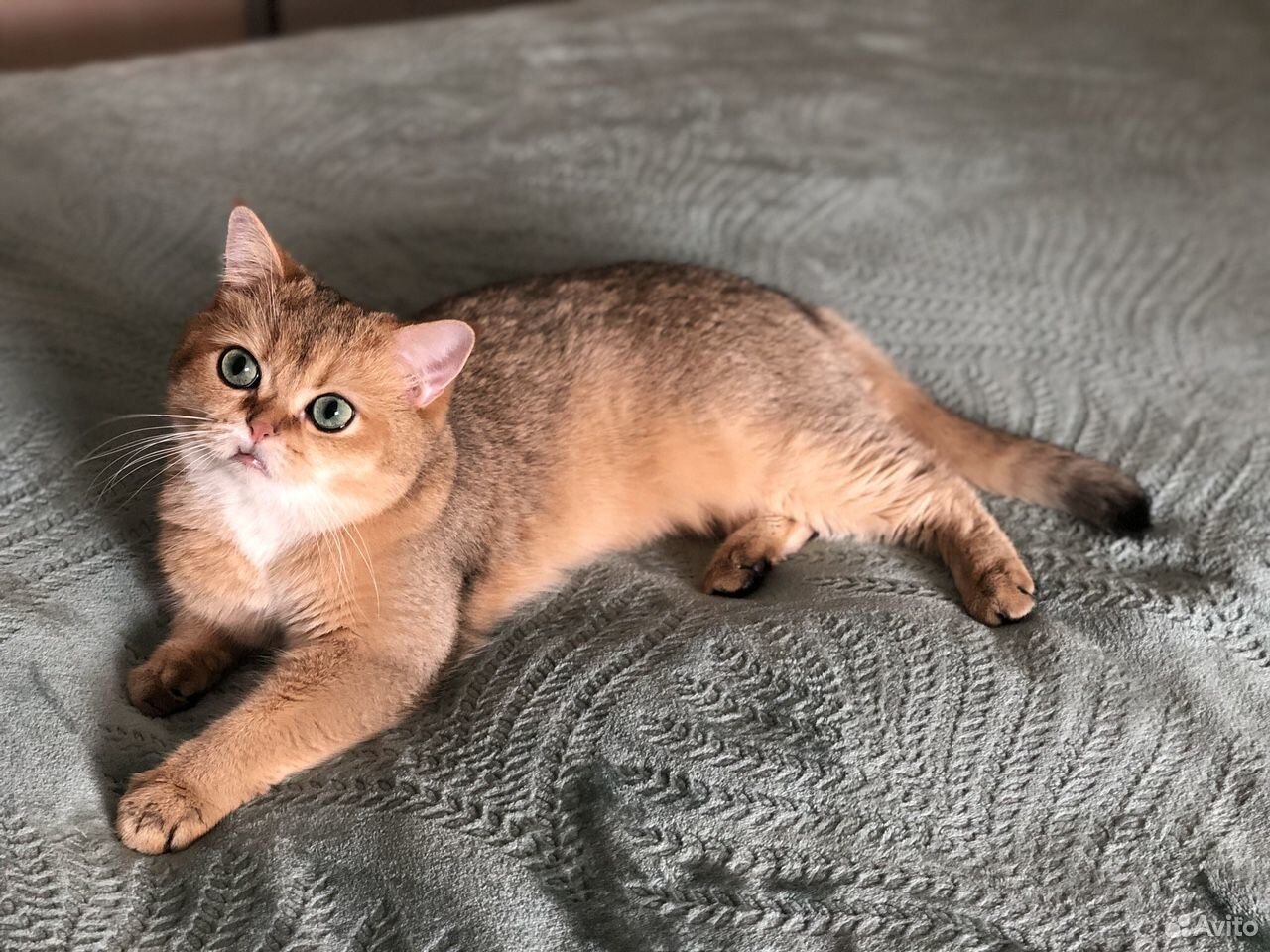 Шотландский кот