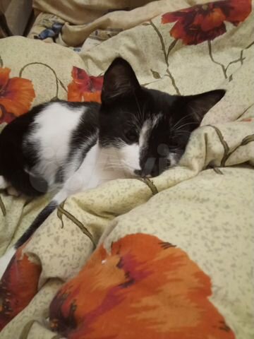 Котенок девочка подросток в добрые руки