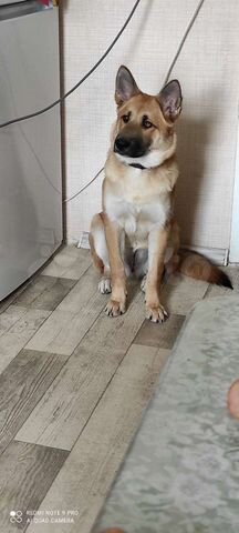 Собака