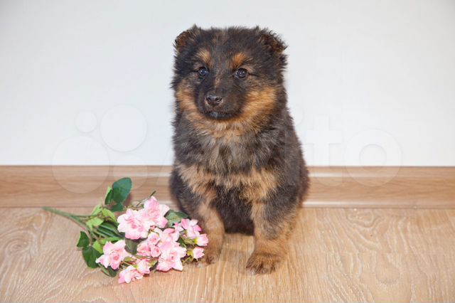 Щенок метис