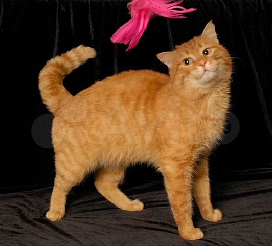 Баффи в добрые руки