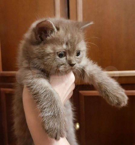 Очаровательная британочка