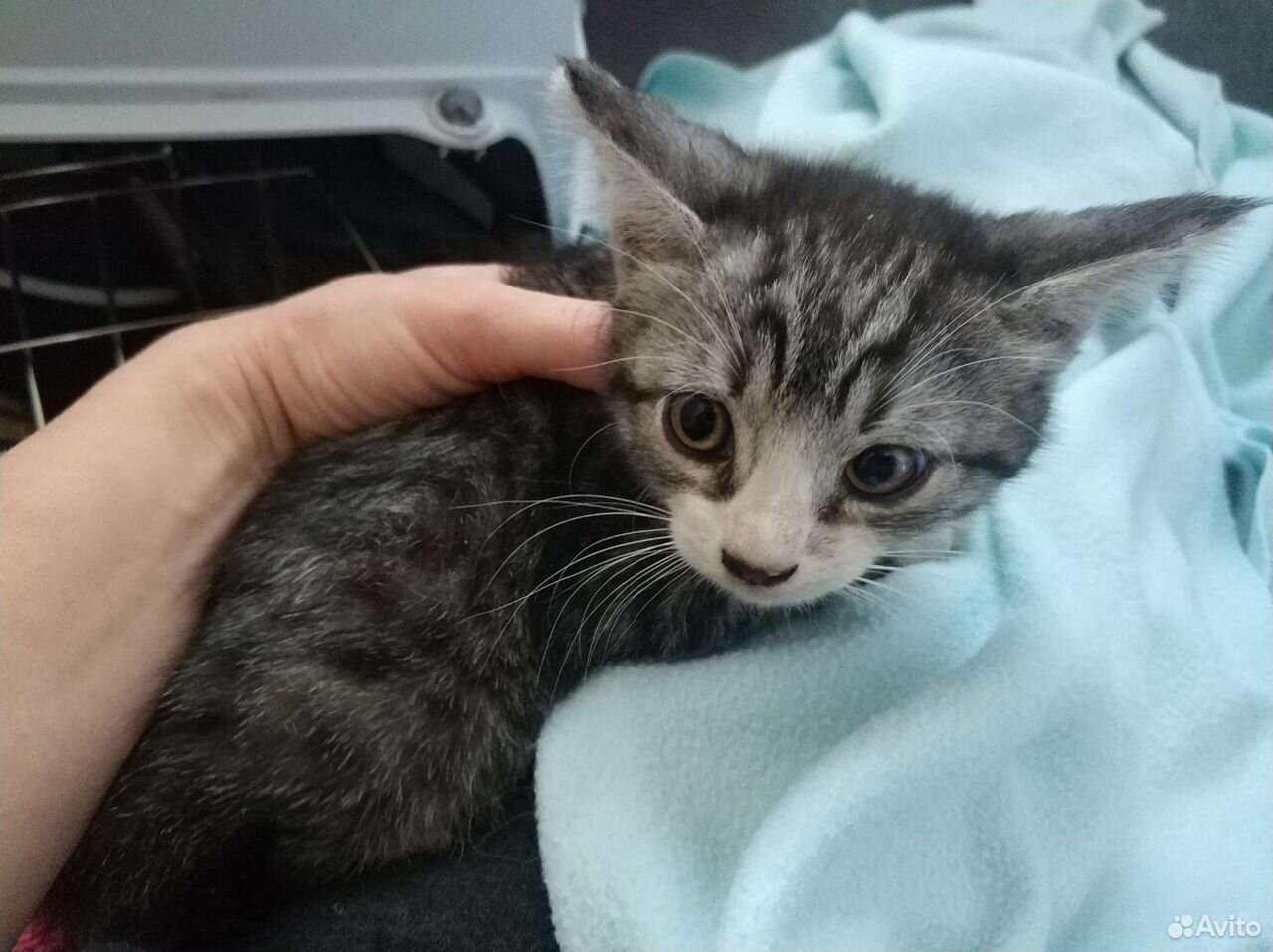 Котёнок выразительный мальчик 2,5 месяца