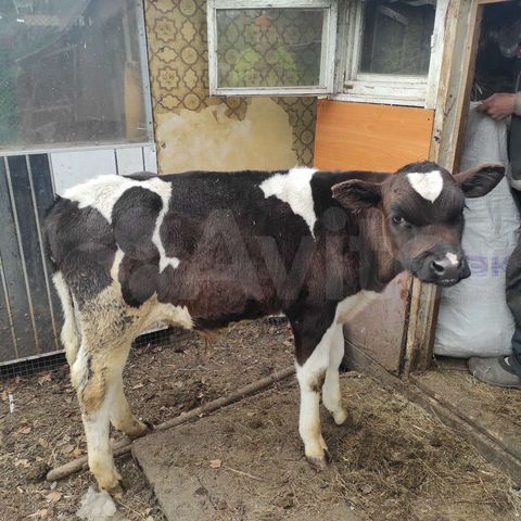 Продам быков возраст 3 месяца