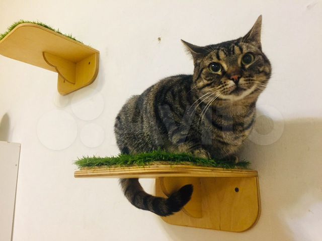 Лялька кошачья очень классная