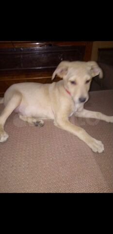 Солнечный лабродорик