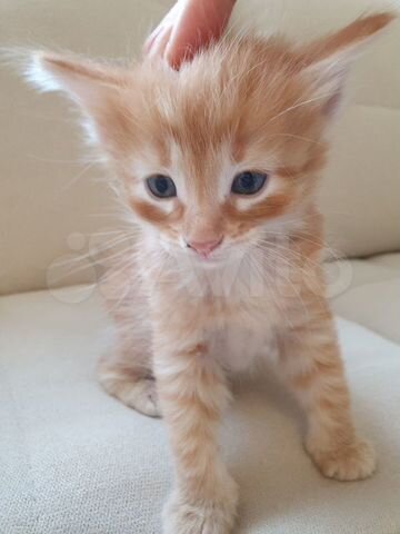 Котенок Санни, мальчик, 1мес в надёжные руки