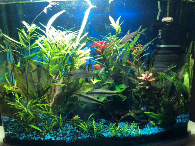 Аквариум