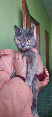 Кошка Плюшка ищет дом